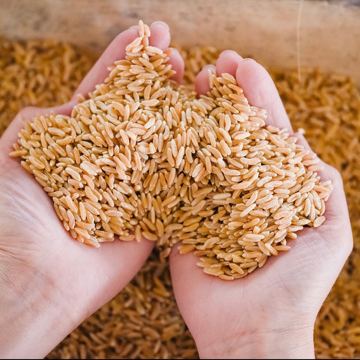 Kamut Whole Wheat Berries 5 lb bag – The Food Nanny